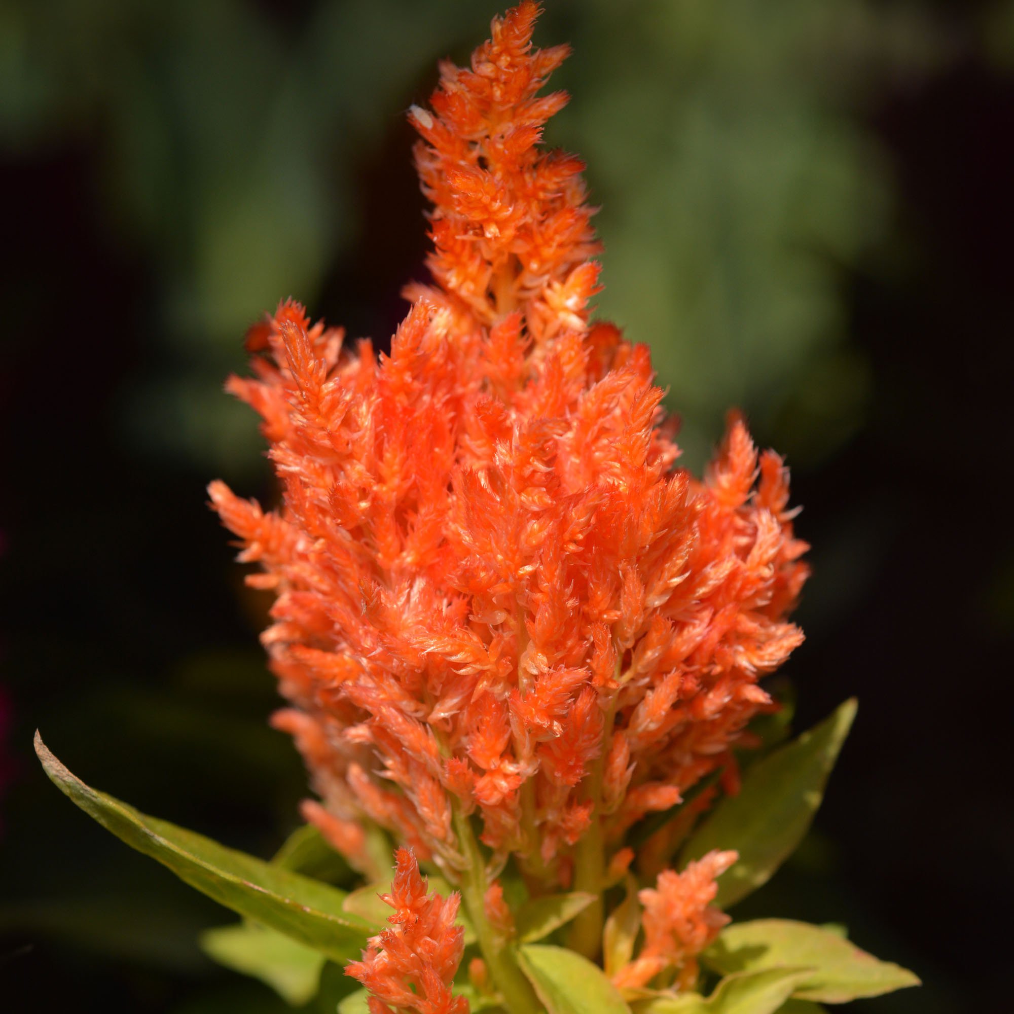 Celosia Plumosa