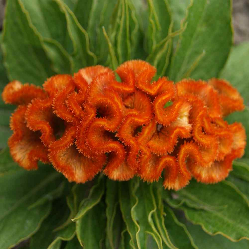 Coxcomb Seeds