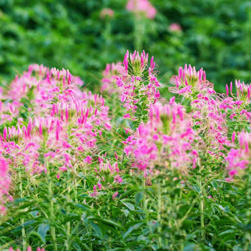 Cleome Serrulata Flower Seeds - Rocky Mountain Beeplant Seeds