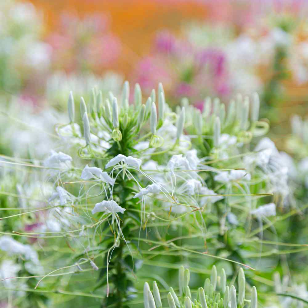 White Cleome Flower Seeds - Spider Flower Seed