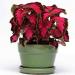 Chocolate Covered Cherry Coleus Seeds - Coleus For Sun or Shade