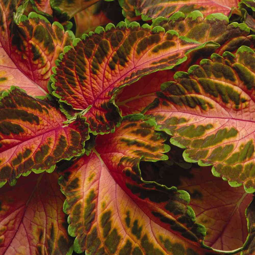 Wizard Coral Sunrise Coleus Seeds - Foliage Plant Seeds