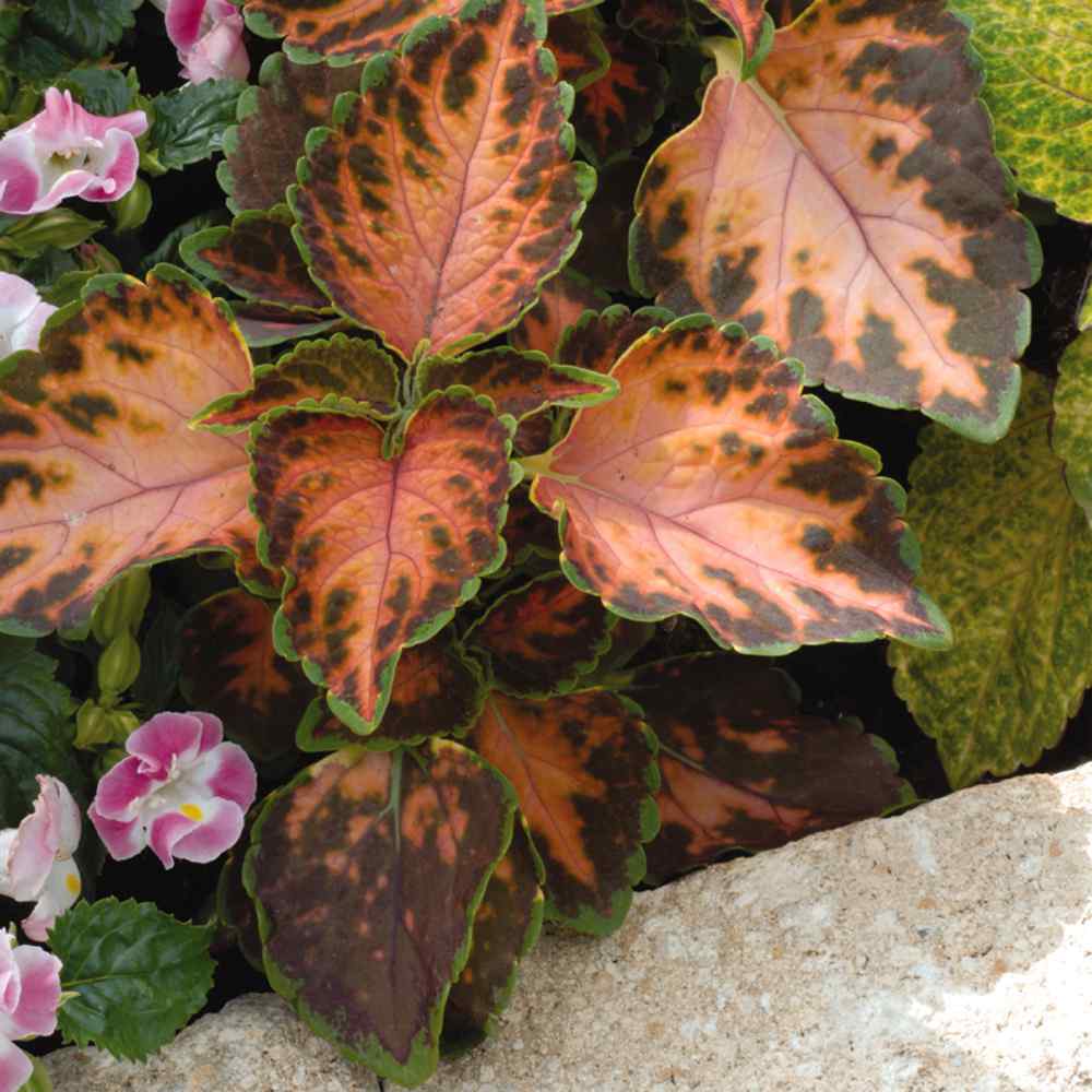 Wizard Coral Sunrise Coleus Seeds - Foliage Plant Seeds