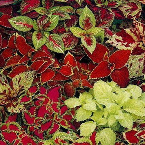 Coleus Fairway Mix Seed - Flower Seeds - Coleus House Plants