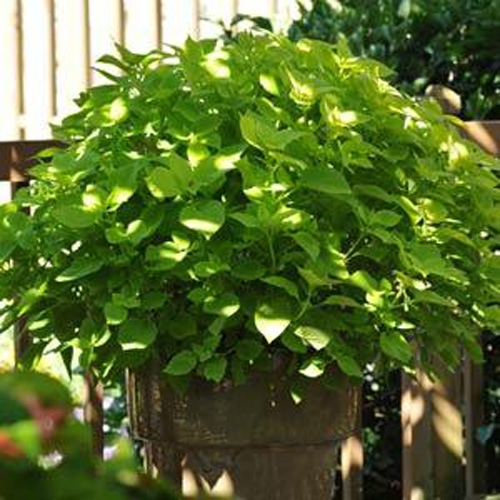 Versa Lime Coleus Seeds - Large Foliage Plant
