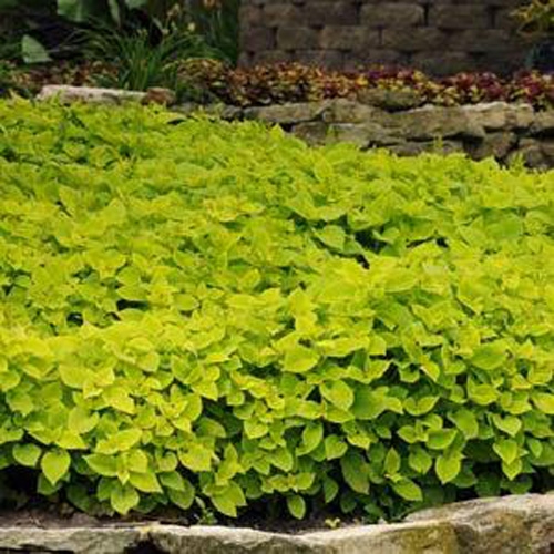 Versa Lime Coleus Seeds - Large Foliage Plant