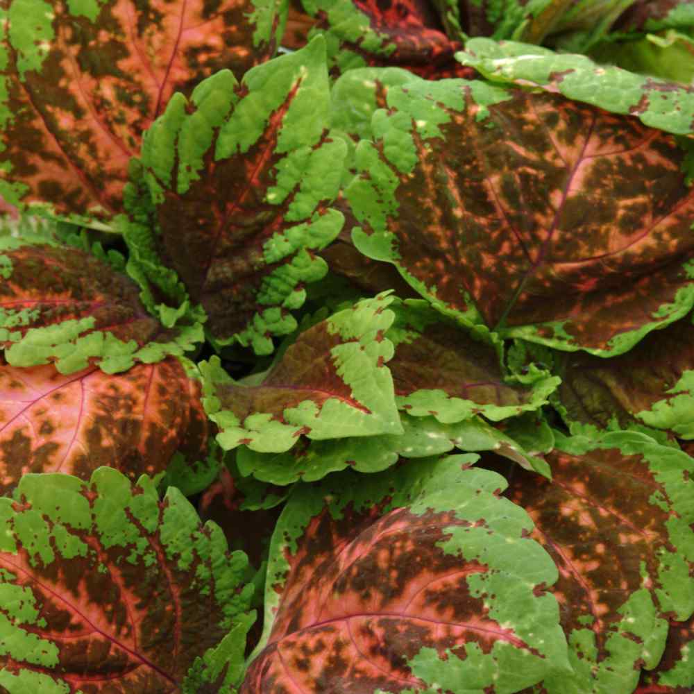 Pink Coleus