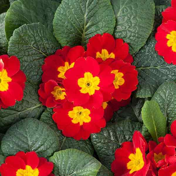Primrose Seeds - Scarlet Primula Acaulis Flower Seed