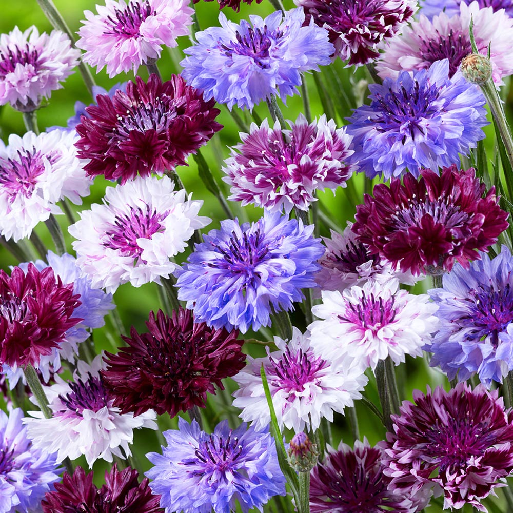 Centaurea Cyanus Magic Mix Cornflower Bachelor Button Garden Flower