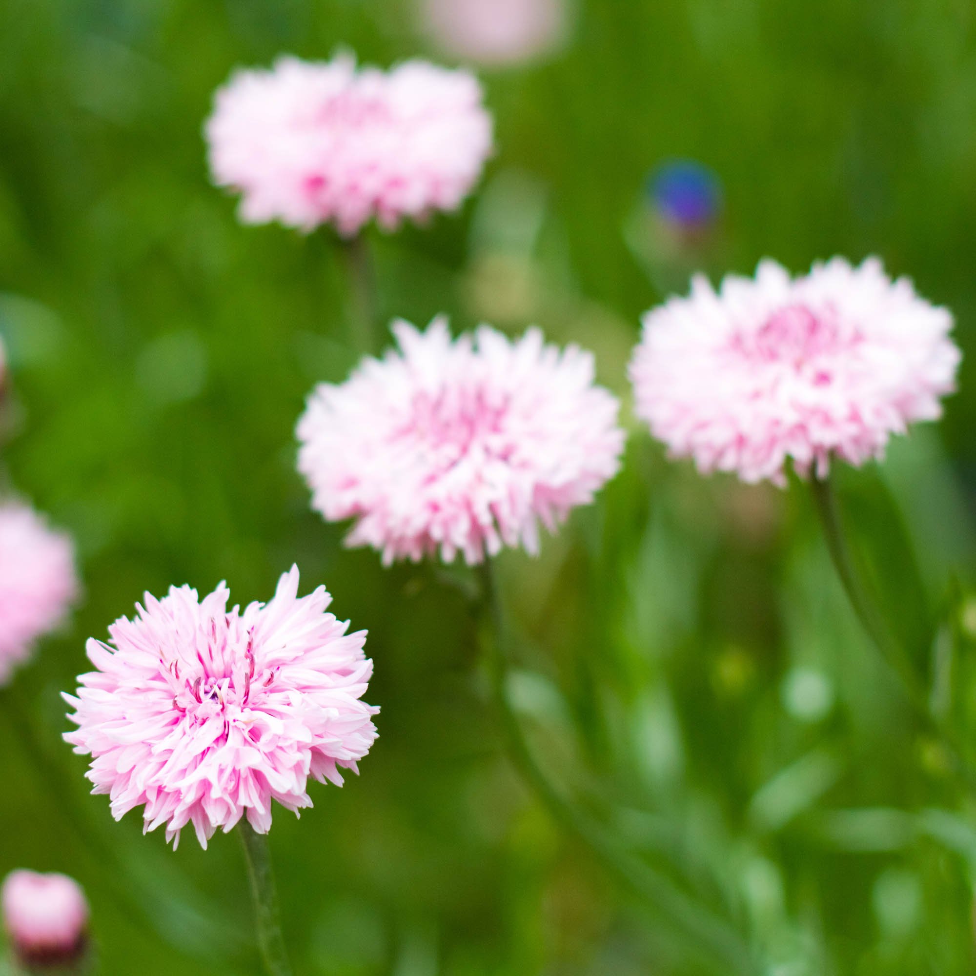 Cornflower Pink Bachelor's Button Drought Tolerant Garden Flower Plant ...
