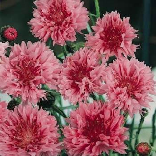 Bachelor's Button Seeds - Dwarf Red Cornflower Flower Seed