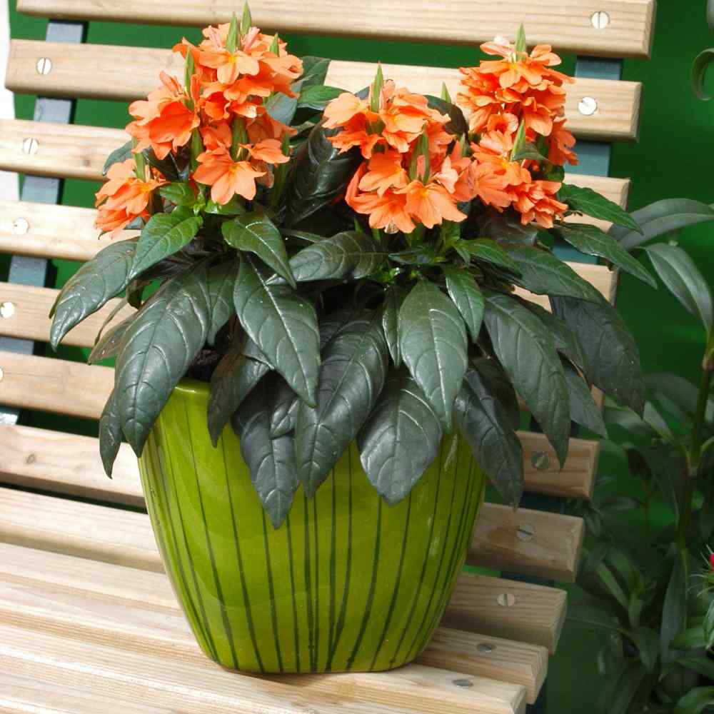 Firecracker Plant Seed - Crossandra Tropic Flame Flower Seeds