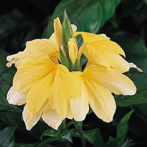 Crossandra Seeds - Yellow Firecracker Flower Seed