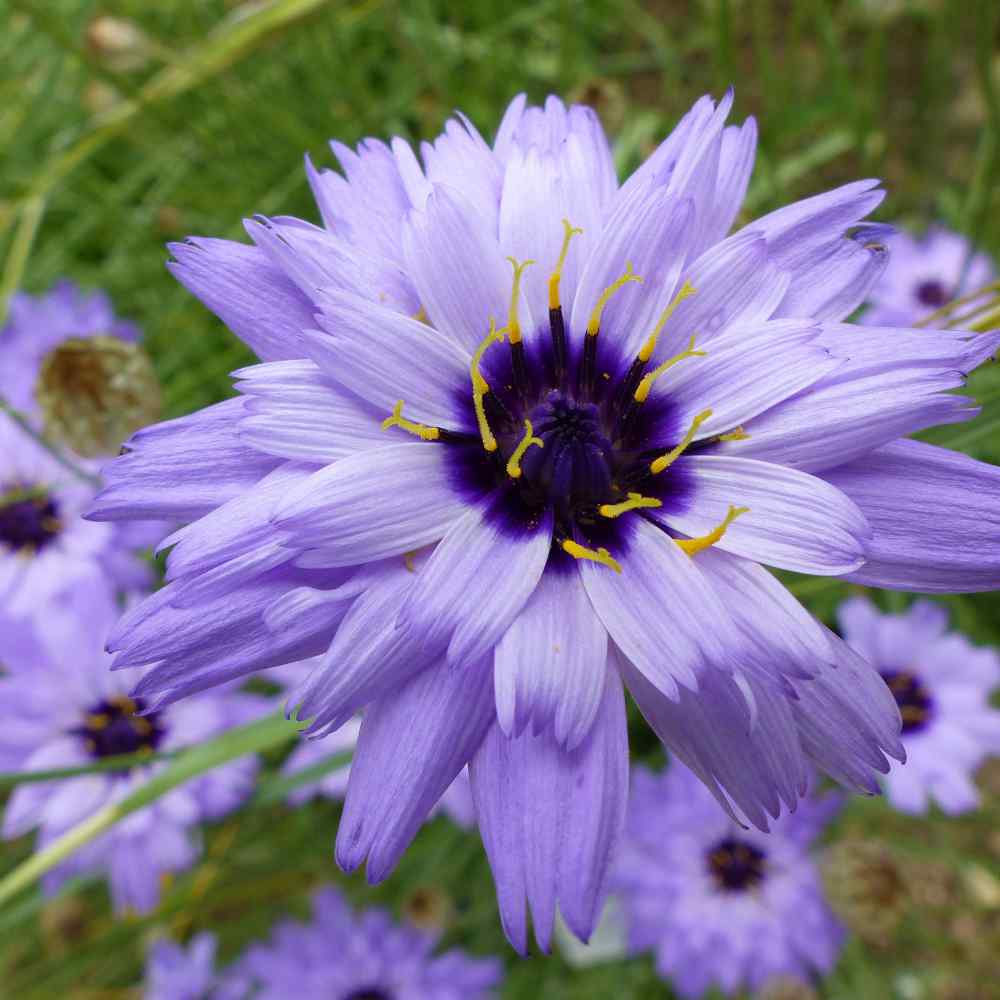 Cupid's Dart Seeds - Catananche Caerulea Blue Flower Seed