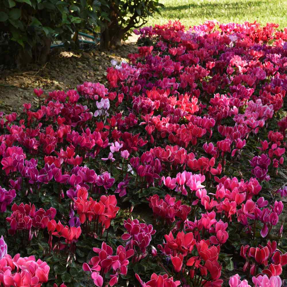 Cyclamen Seeds - Cyclamen Persicum Butterfly Mix Flower Seed