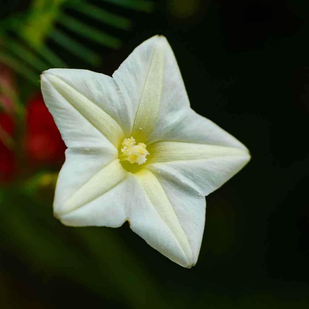 Cypress Vine Seeds - Ipomoea Pennata White Flower Seed