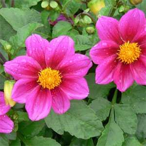 Dahlia Seeds - Dahlia Variabilis Mignon Rose Flower Seed