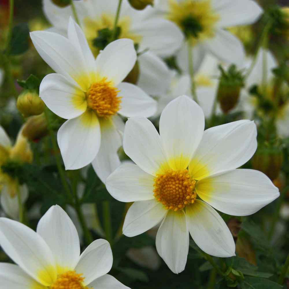 Dahlia Seed - Dahlia Variabilis Mignon White Flower Seeds