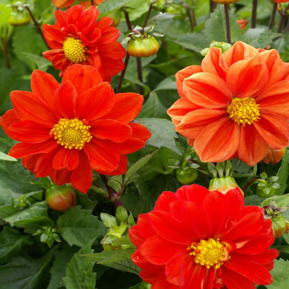 Dahlia Seeds - Dahlia Variabilis Opera Orange Flower Seed