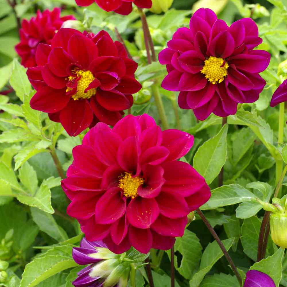 Dahlia Seed - Dahlia Variabilis Opera Violet Flower Seeds