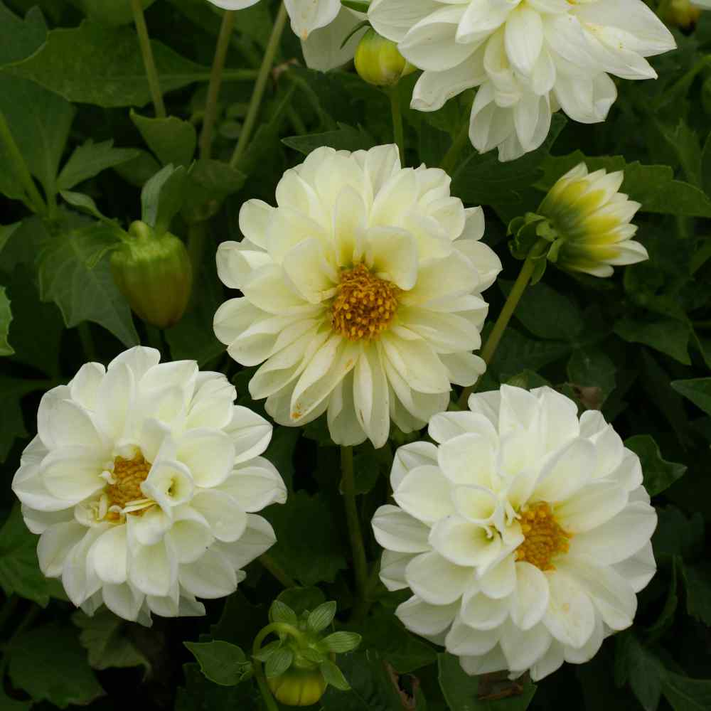 Dahlia Seed - Dahlia Variabilis Opera White Flower Seeds