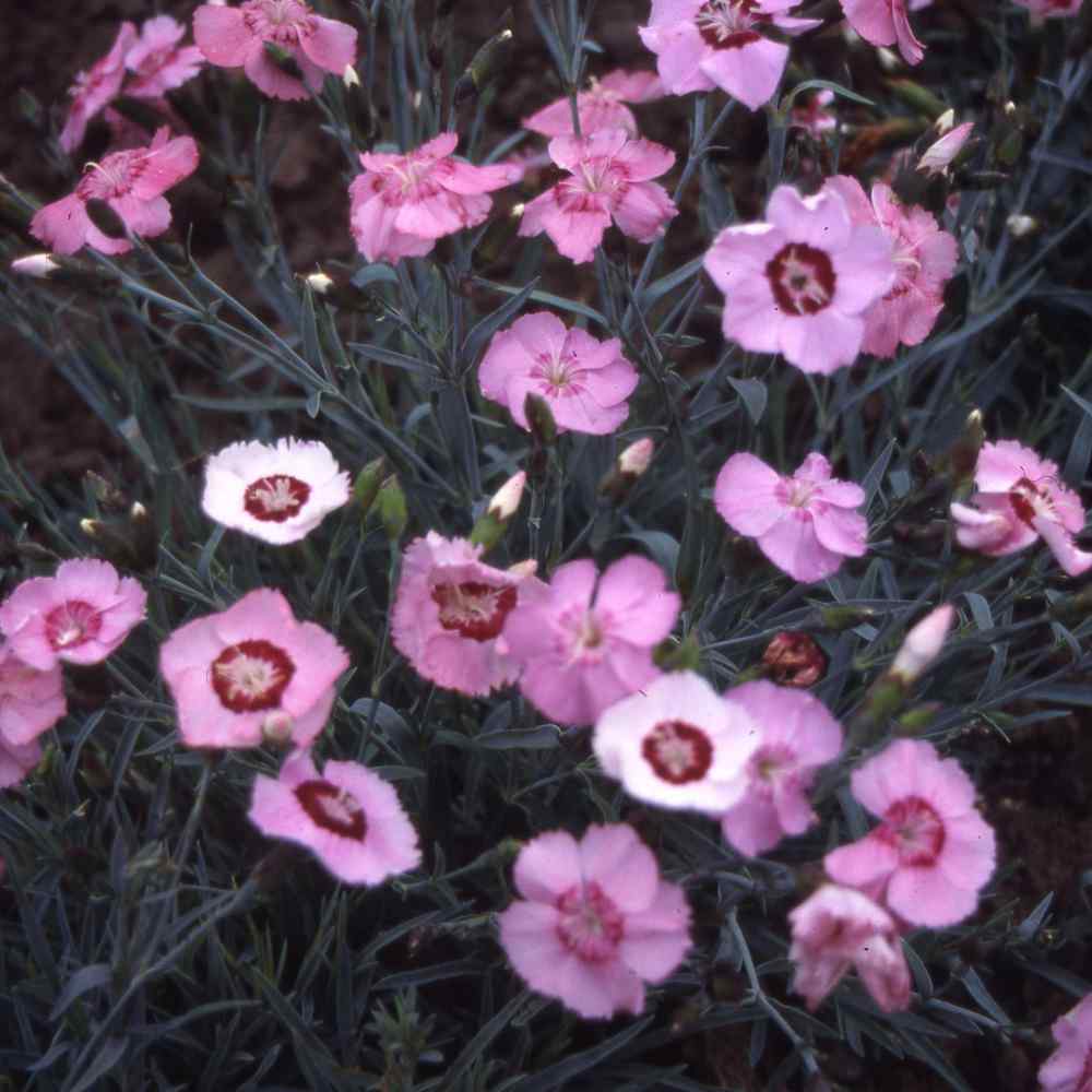 Dianthus Seeds - Dianthus Alwoodii Alpinus - Alwood Pink Flower Seeds