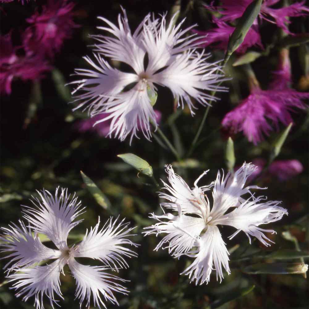 Dianthus Seeds - White Dianthus Superbus Flower Seeds