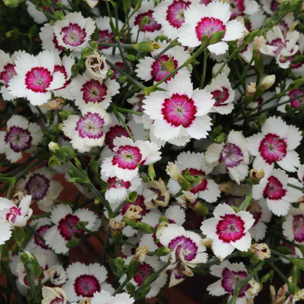 Dianthus Seeds - Dianthus Chinensis Merry-Go-Round Flower Seed