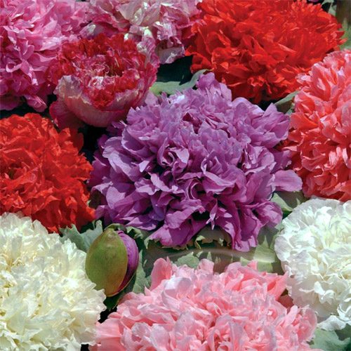 Papaver Paeoniflorum Double Flower Seed Mix - Peony