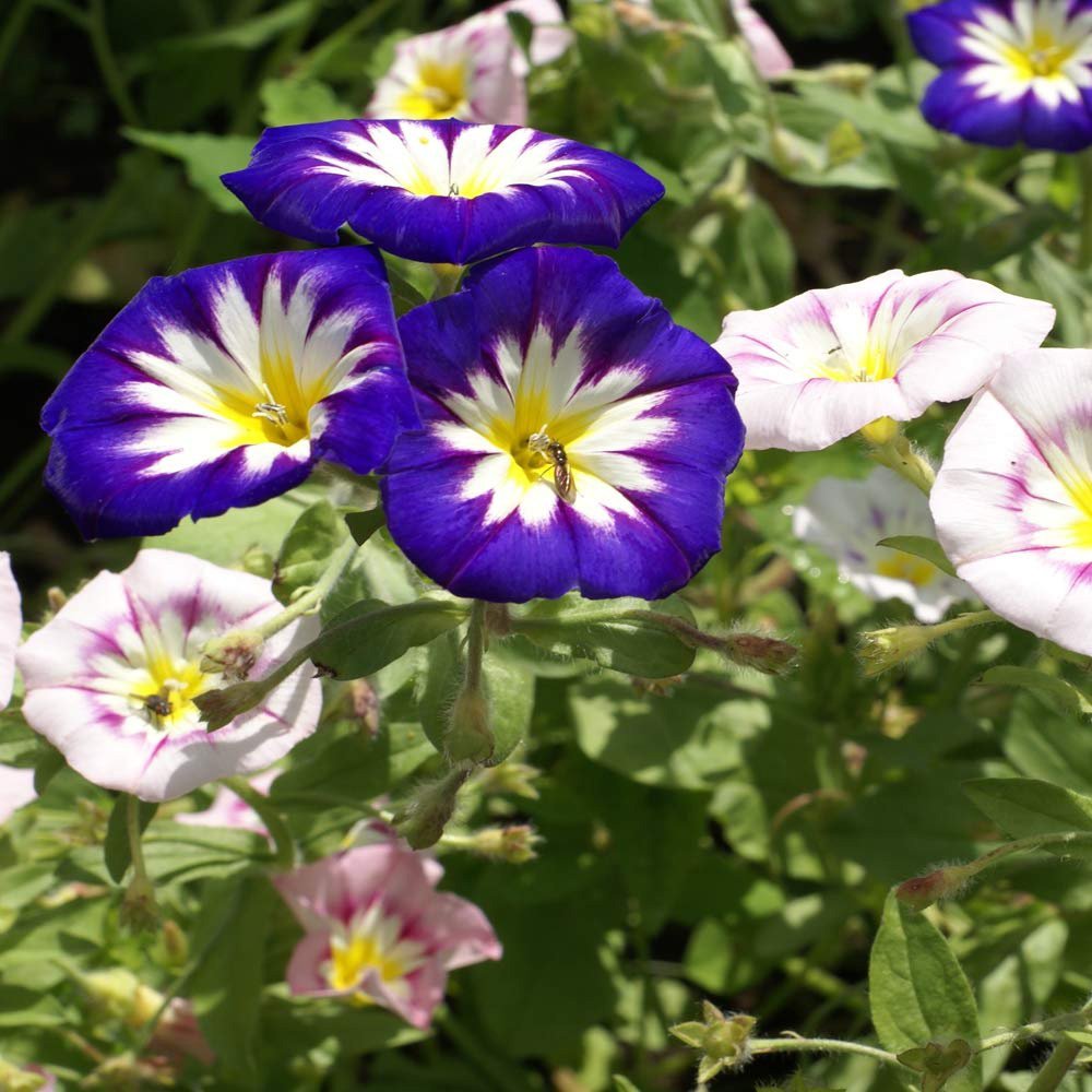 Dwarf Morning Glory Seeds - Convolvulus Ensign Mix Flower Seed