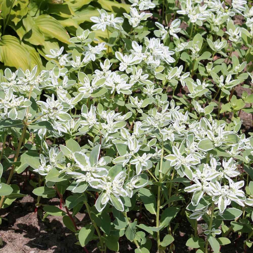 Euphorbia Seed - Euphorbia Marginata Early Snow Flower Seeds