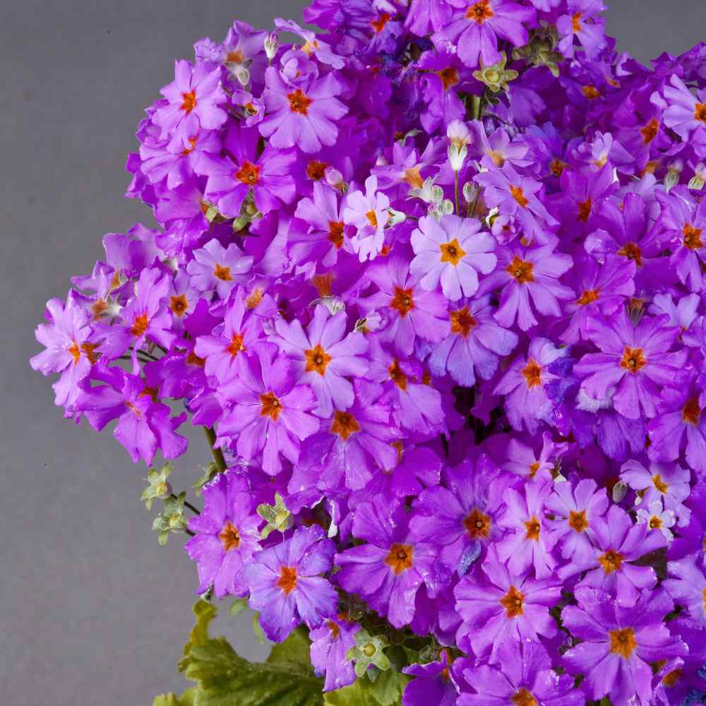 Fairy Primrose Seed - Primula Malacoides Lavender Flower Seeds