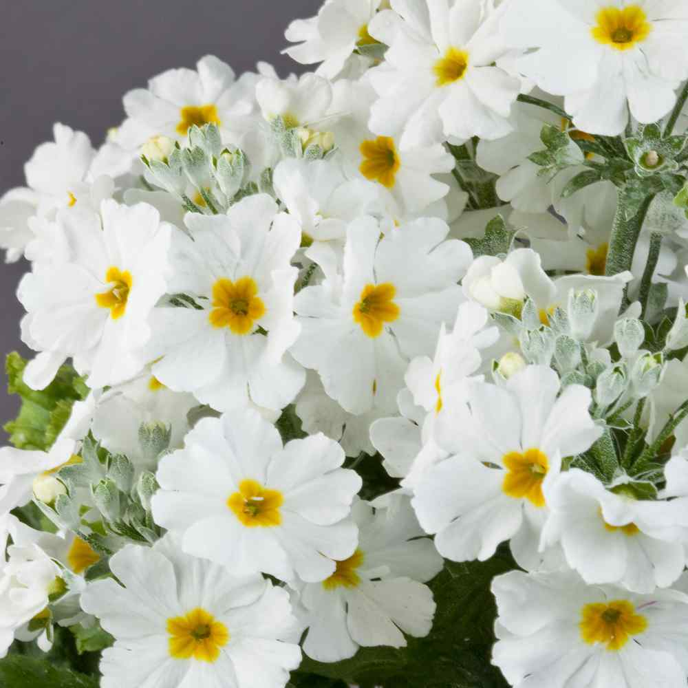 Fairy Primrose Seeds - Primula Malacoides White Flower Seeds