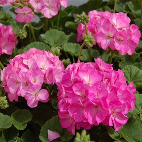 Geranium Seeds - Pink Bicolor Geranium Flower Seed
