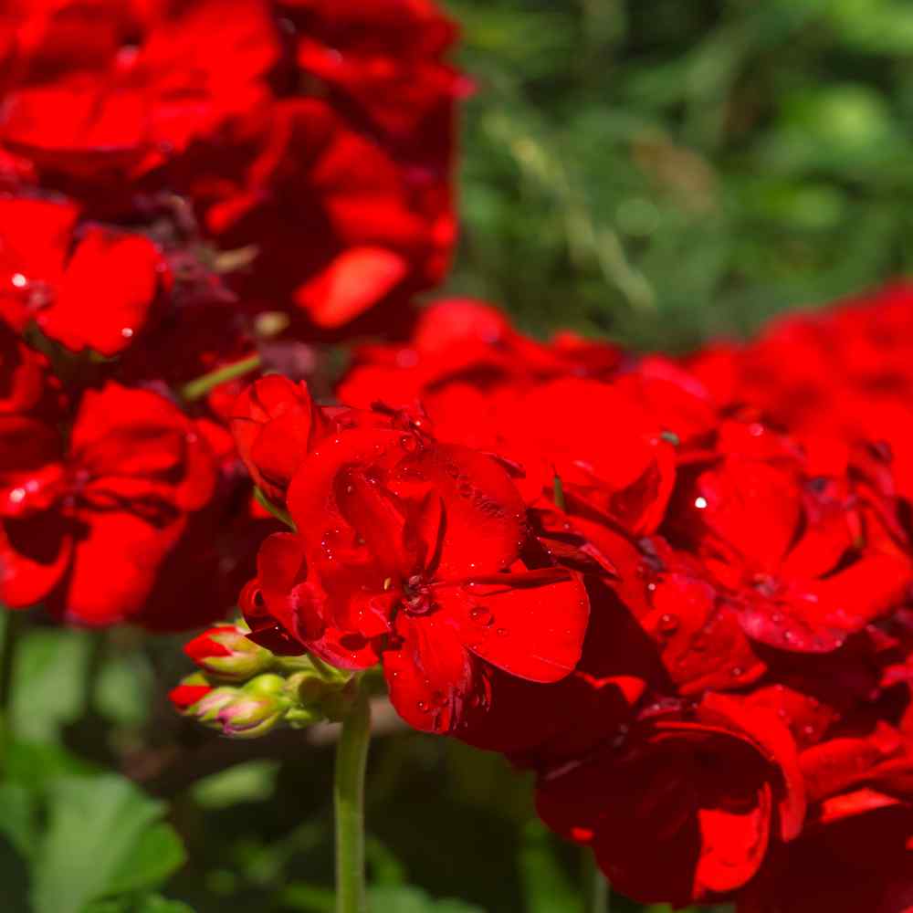 Geranium Plant Red