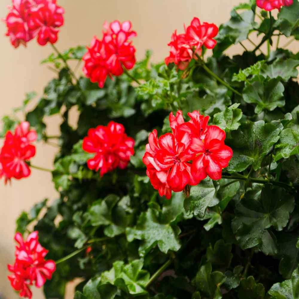 Geranium Seed - Geranium Plant Scarlet Flower Seeds