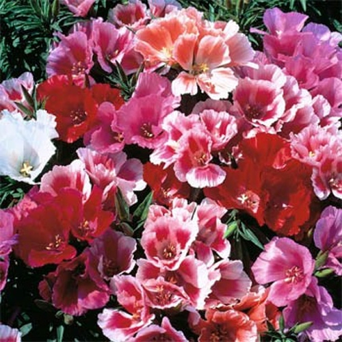 Godetia Seeds - Godetia Grandiflora Tall Double Flower Seed