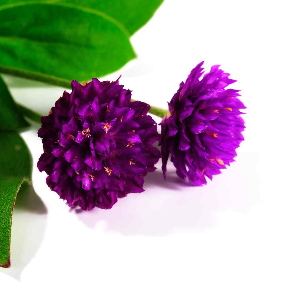 Gomphrena Seeds - Purple Globe Amaranth Flower Seed