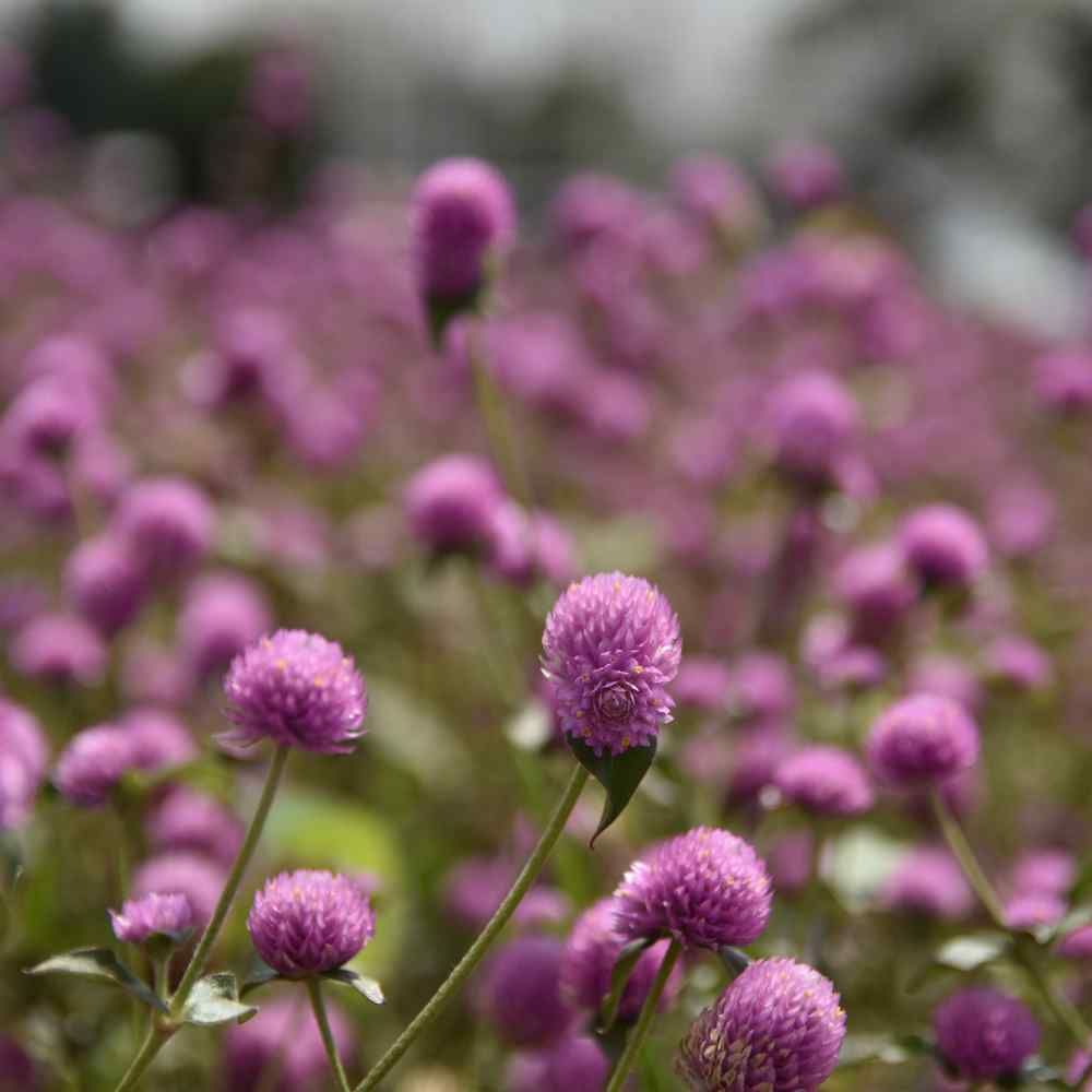 Gomphrena Seed - Rose Gomphrena Globosa Flower Seeds