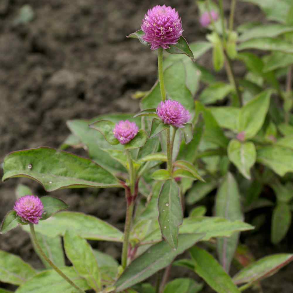 Gomphrena Seeds - Globe Amaranth Gomphrena Salmon Flower Seed