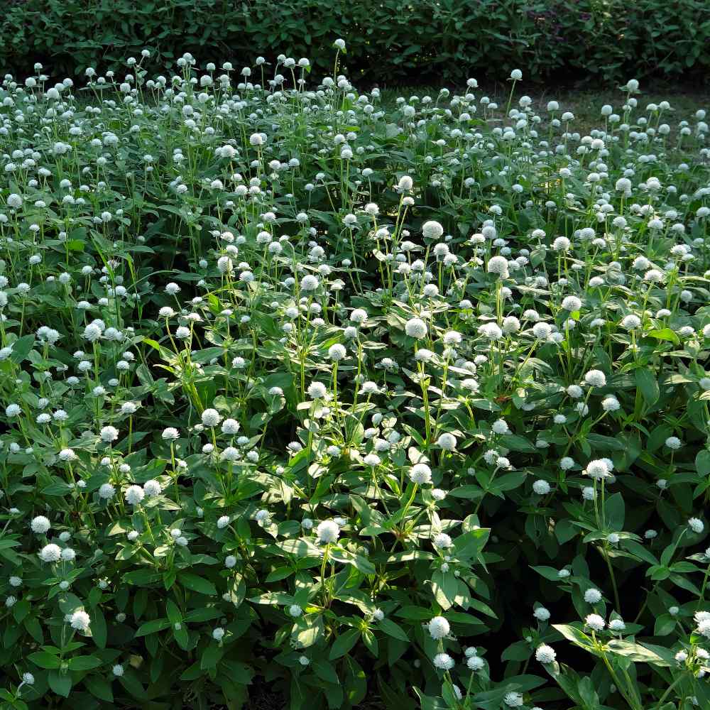 Gomphrena Seed - Gomphrena Globosa White Flower Seeds