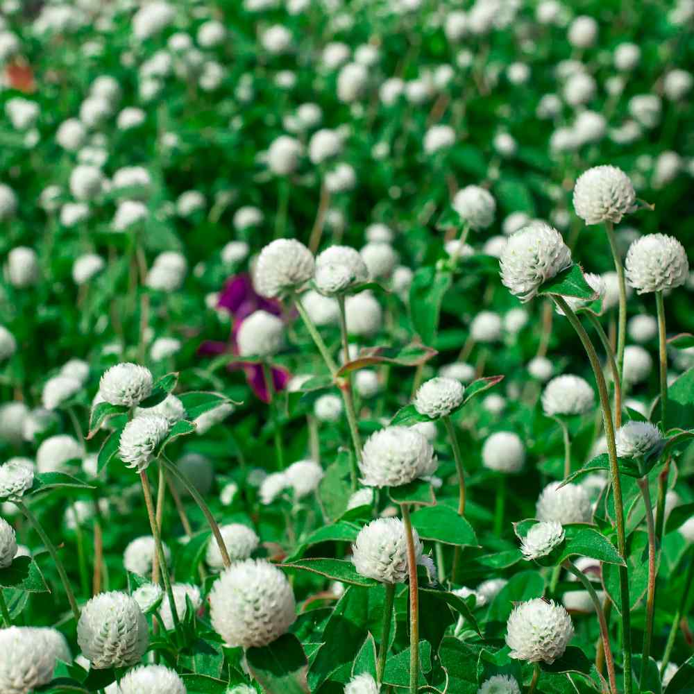 Gomphrena Seed - Gomphrena Globosa White Flower Seeds