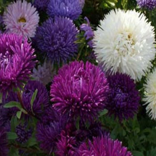Aster Seed - Aster Callistephus Gremlin Flower Seed Mix