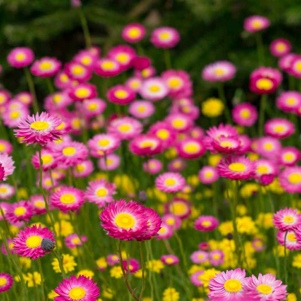 Helipterum Seeds - Rose Paper Daisy Flower Seeds