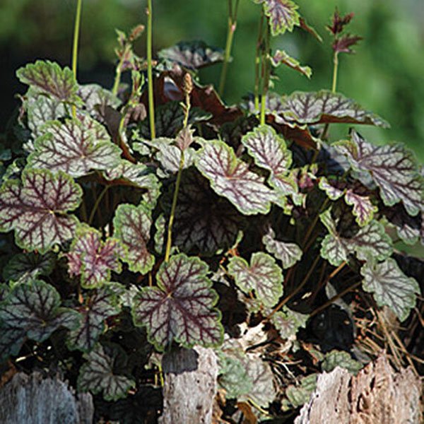 Heuchera Seed - Heuchera Americana Coral Bells Flower Seeds