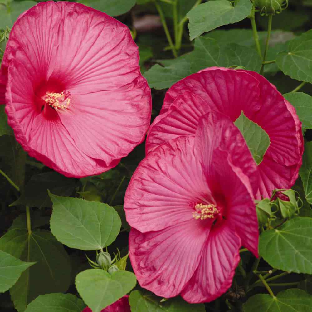Hibiscus Luna Rose Container Plant Seeds