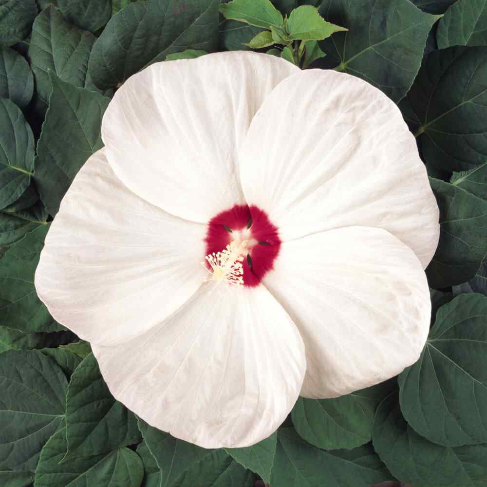 Perennial White Hibiscus Large Flowering Plants