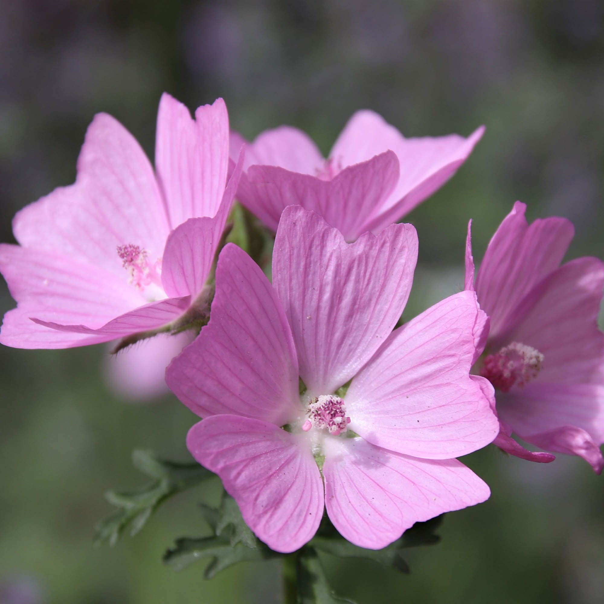 Hollyhock Malva Moschata Rose Musk Mallow Drought Tolerant Garden ...