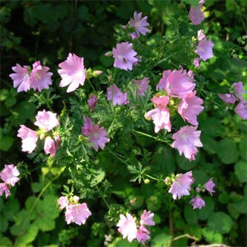 Hollyhock Malva Moschata Rose Musk Mallow Drought Tolerant Garden ...