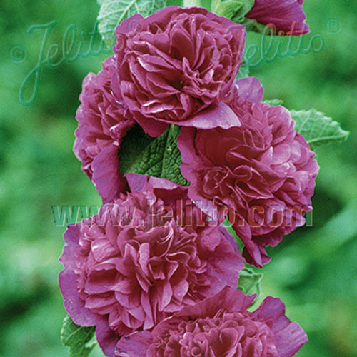 Alcea Rosea Double Violet Hollyhock Flower Seeds